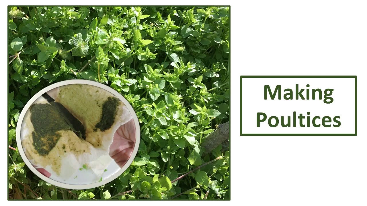 How to Make Poultices from fresh and dried herbs - YouTube
