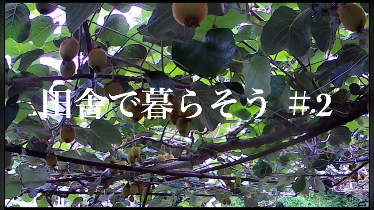 【ape man a79】で撮影した田舎暮らしの日常 - YouTube