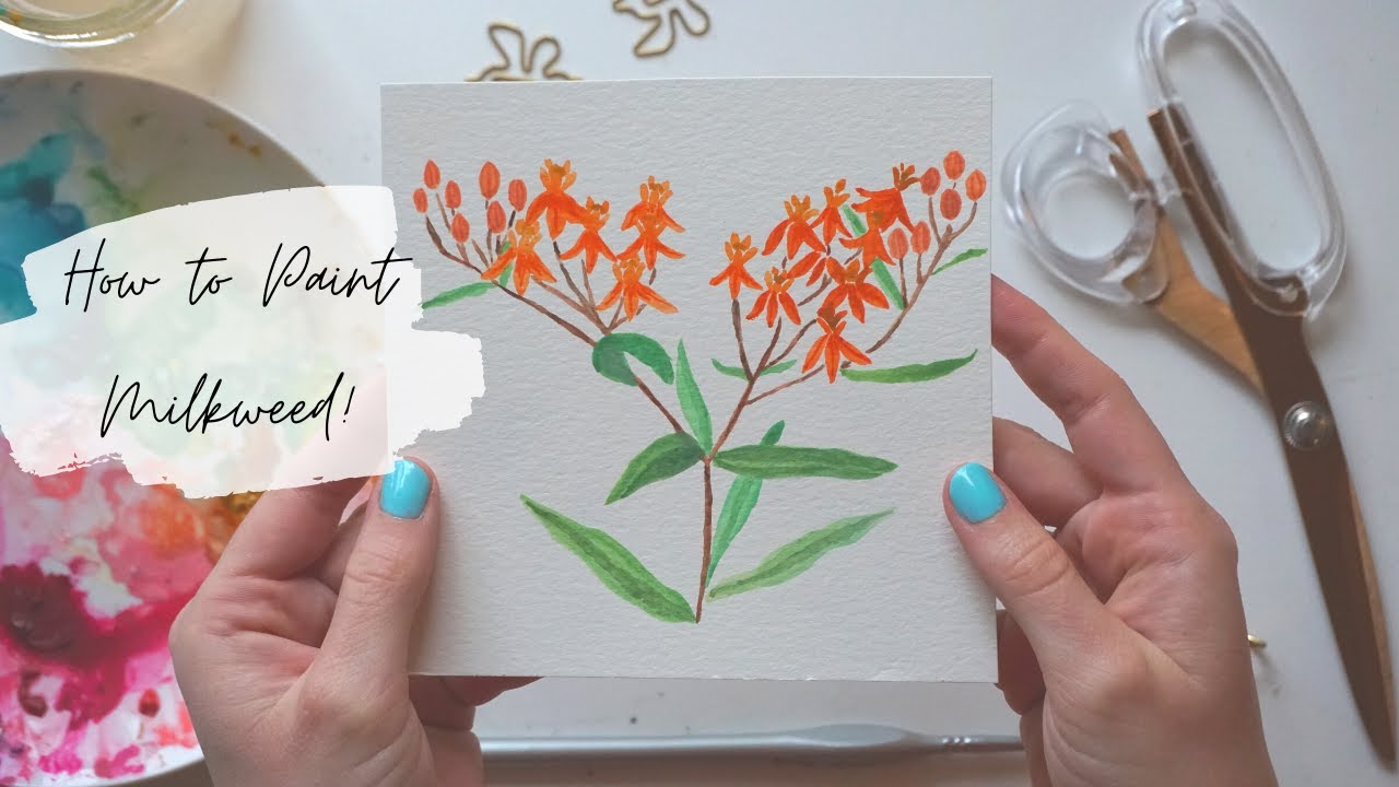 Butterfly Milkweed Drawing