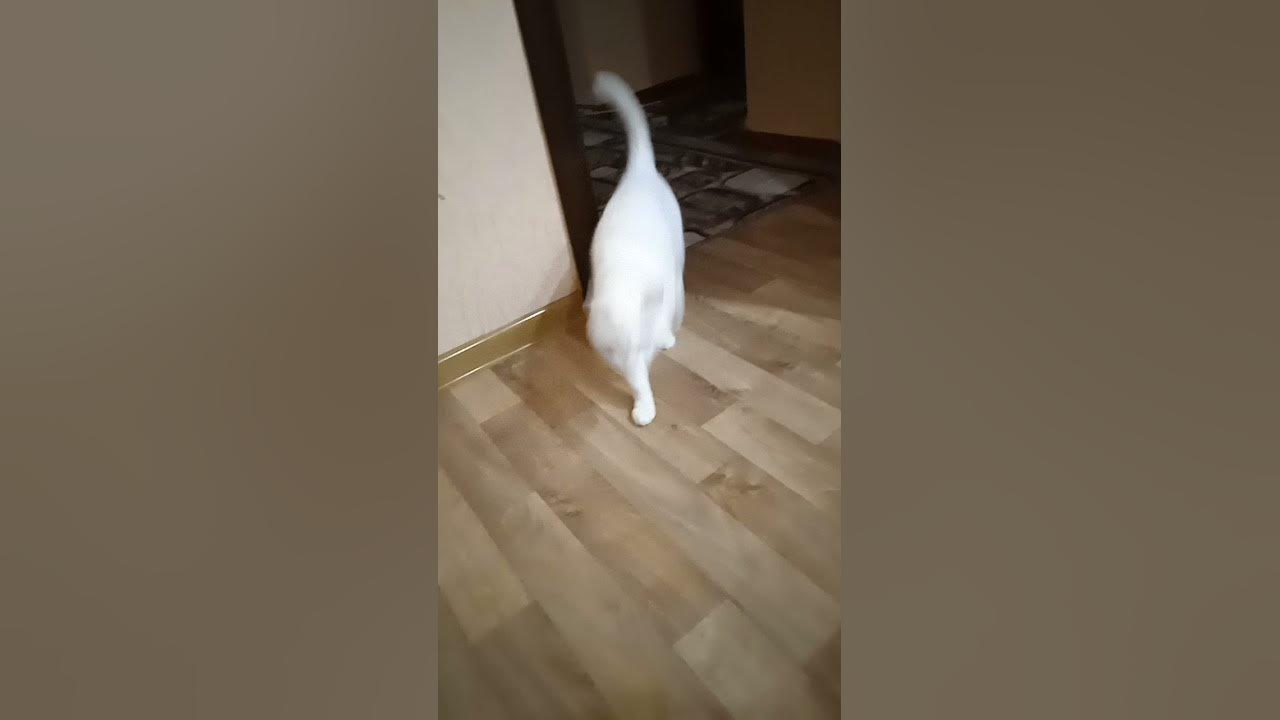 киська - YouTube