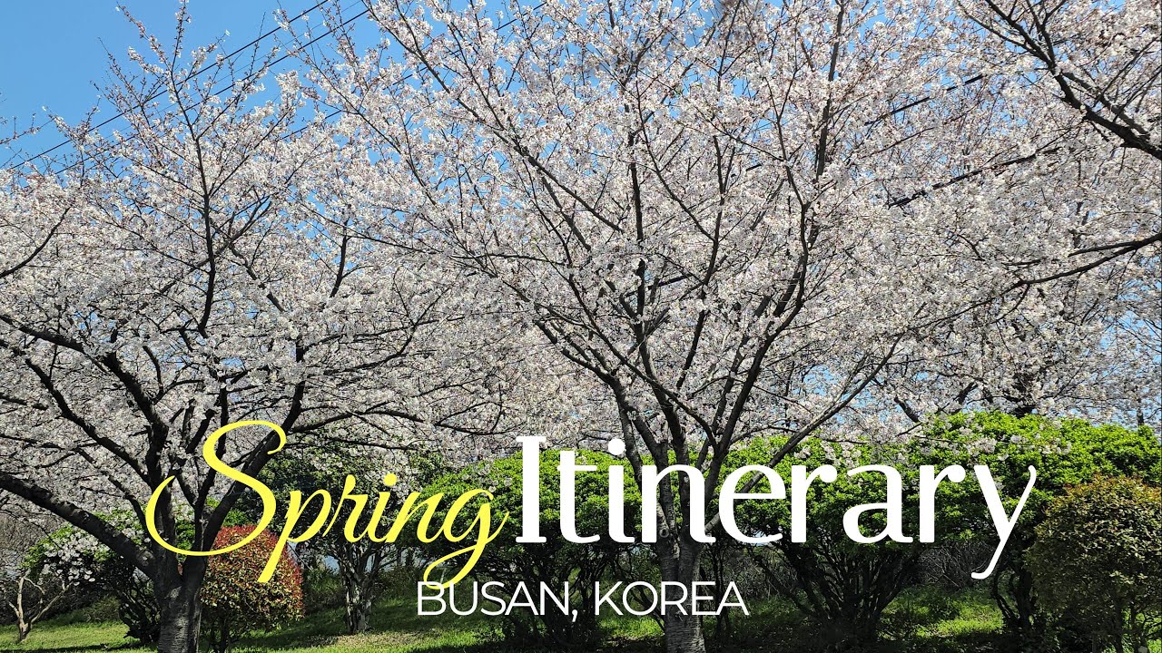 [Spring Itinerary] Favorite Cherry Blossom spots in Busan - YouTube