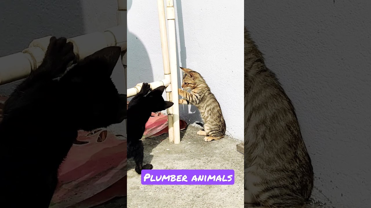 plumber animal - YouTube