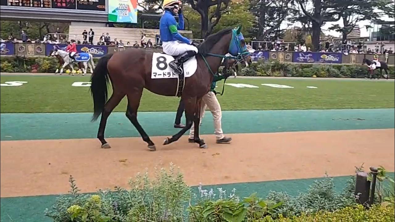 2024/11/10 東京5R メイクデビュー東京 芝1600m パドック マードラド中心 - YouTube