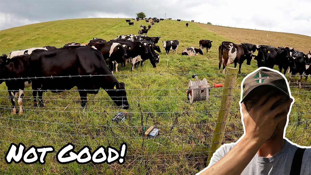 These Cows Are Out Of Control! | JM Farming | The Content Farm