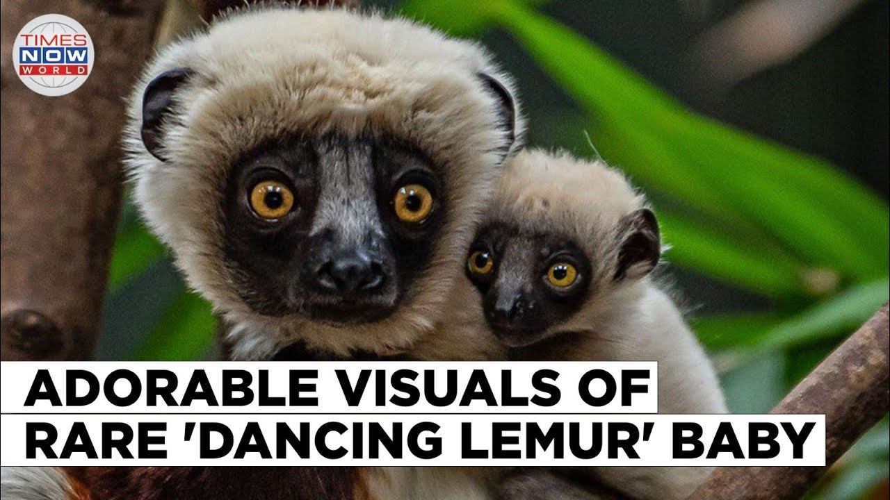 WOW! Visuals Of Rare 'Dancing Lemur' Baby, Delighting Keepers And Visitors - YouTube