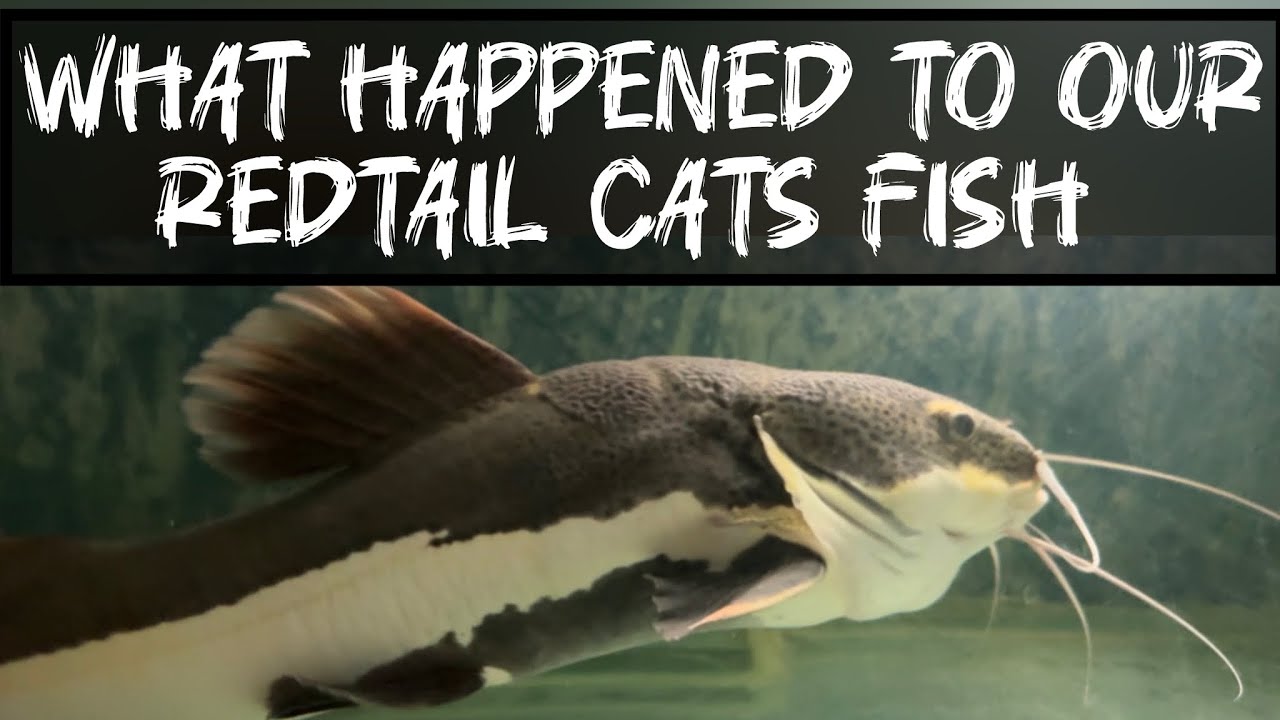 What happened to our redtail catfish🤯😱⚡️| Aligator gar | 6 feet ...