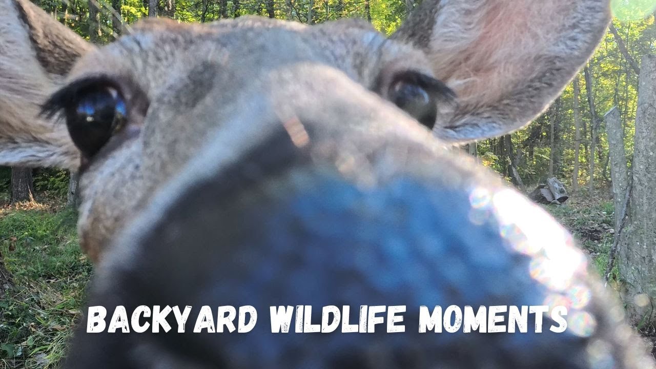 White-Tailed Deer: Close Ups of Does and Buck Fawns by the Watering ...