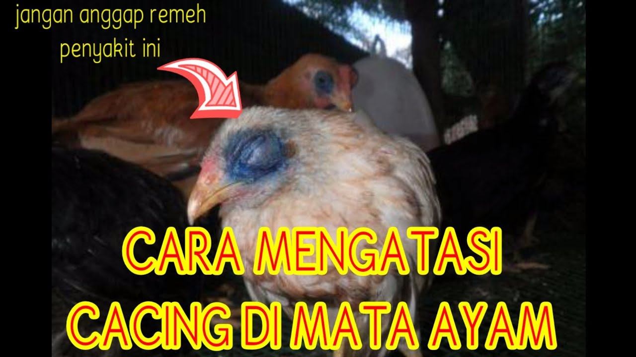 CARA AMPUH MENGATASI CACING DI MATA AYAM - YouTube