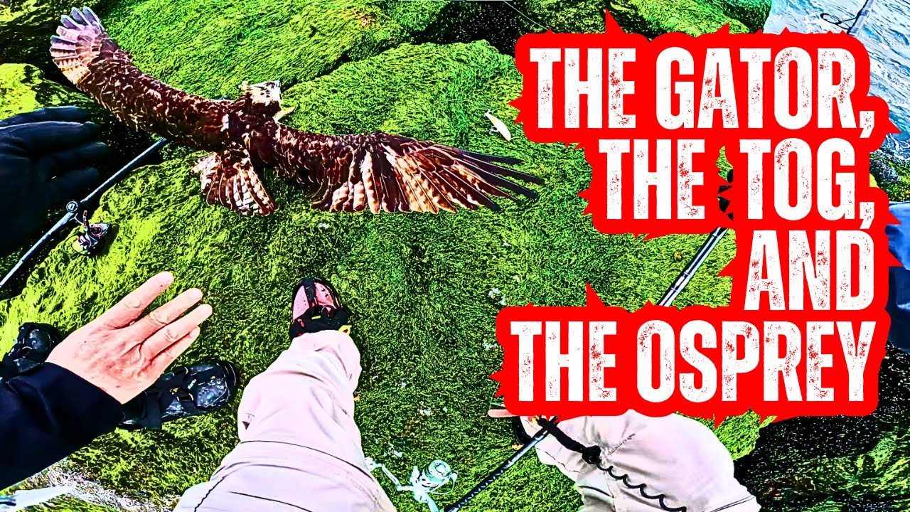 The Gator, the Tog and the Osprey A.K.A The good, the bad and the ugly ...