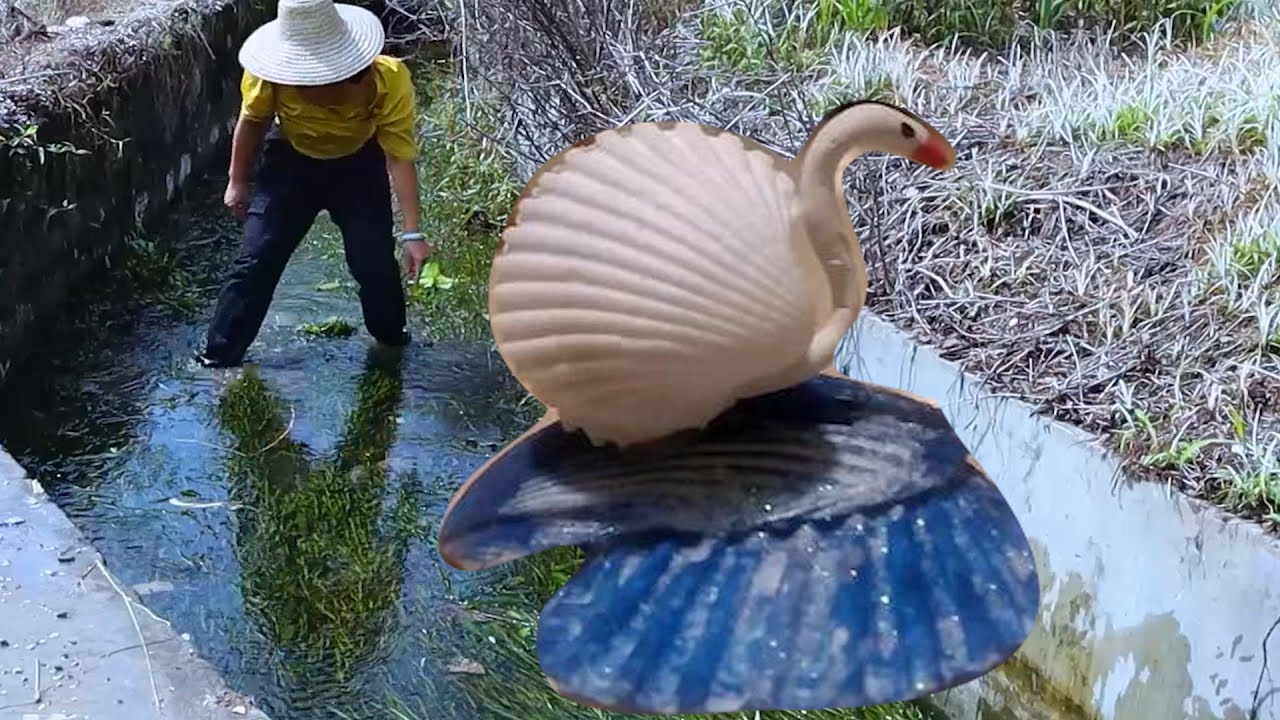 The swan pearl clam shell can be called the most beautiful clam, its ...