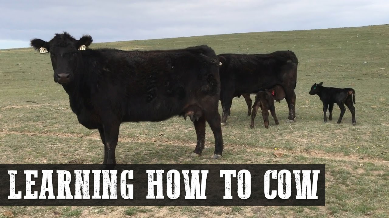 Learning How to Cow - YouTube
