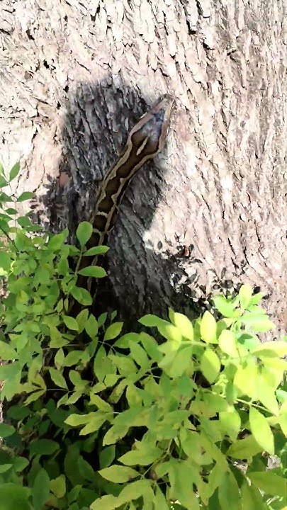 Normal Burmese python Handling. - YouTube