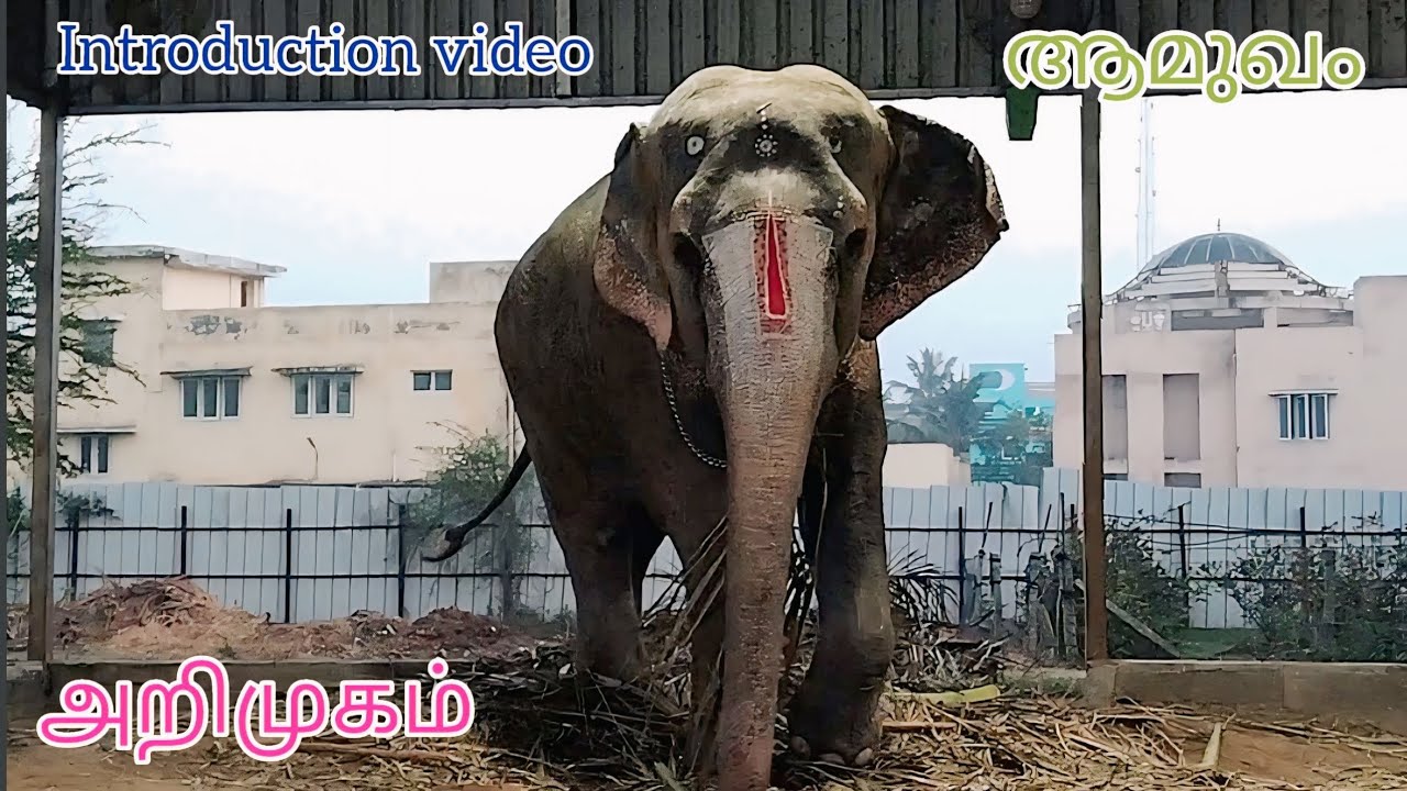 Our channel introduction video 🔥🔥🔥 💖💖💖 | elephant in chennai | tamil ...