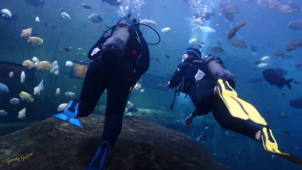 Bezoek aan TODI België met ScubaWorld Arnhem - YouTube