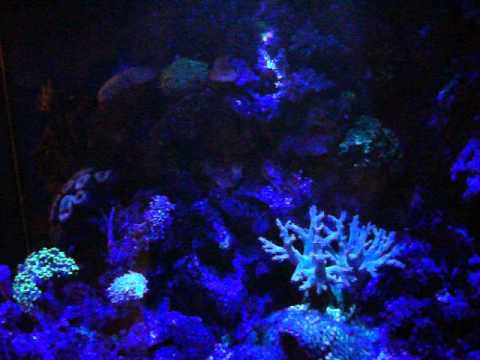 royal blue led - YouTube