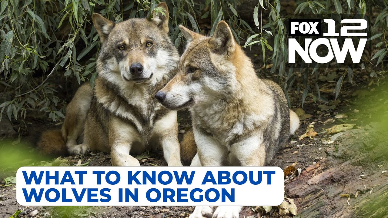 Michelle Dennehy from the ODFW discusses Oregon's wolf population - YouTube