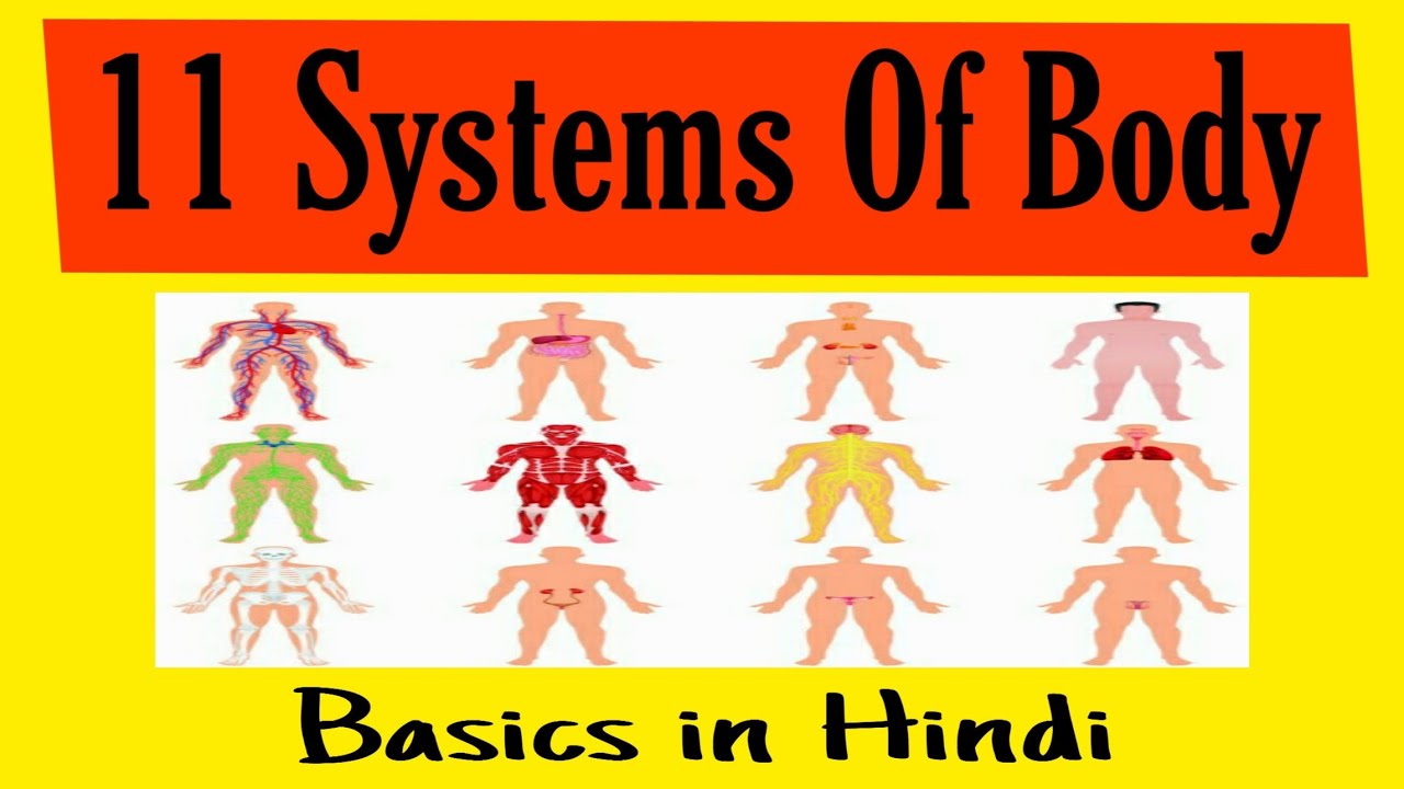 11 Systems Of Human Body In Hindi Human Anatomy Physiology In Hindi 11 Systems Of Human Body In Hindi Human Anatomy Physiology In Hindi