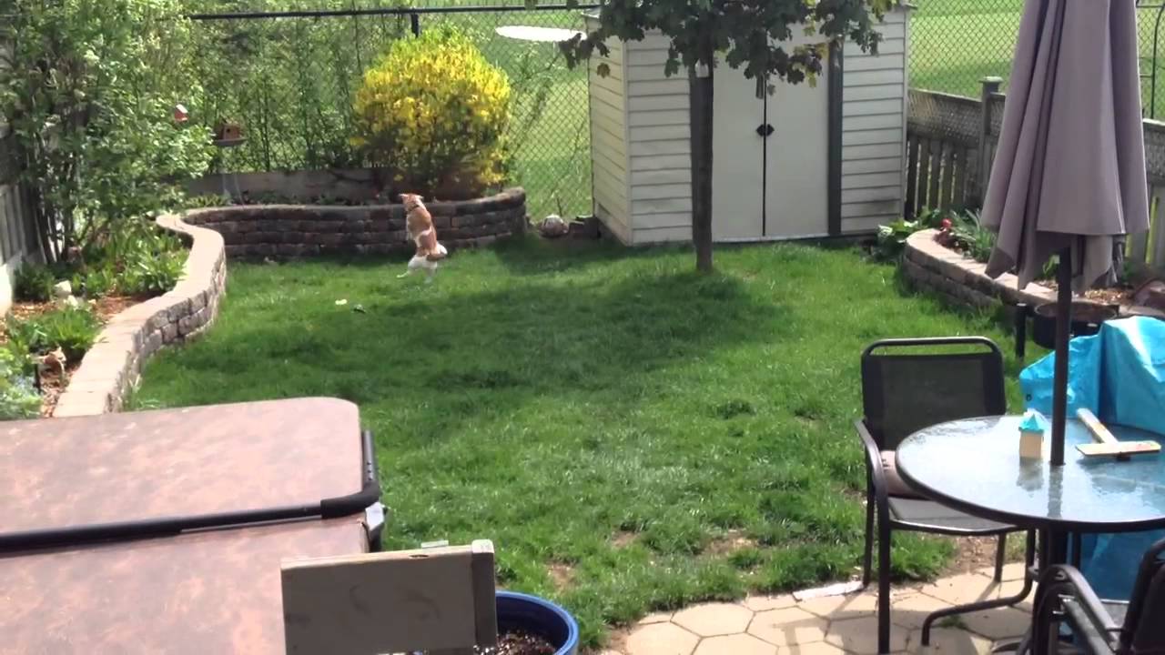 Jack Russell Terrier - Turbo and his GoDogGo Ball Launcher - YouTube