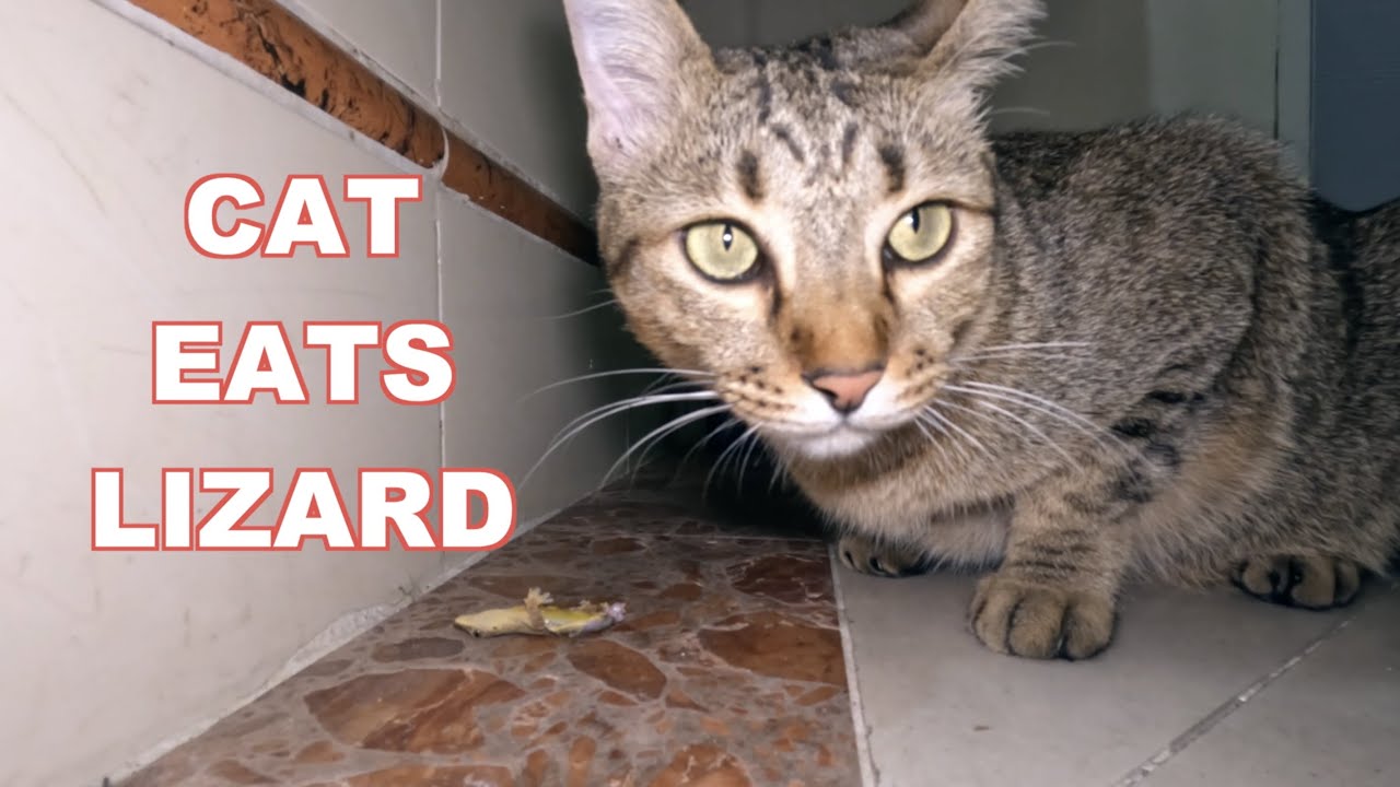 Cat Captures Lizard (Part 3) - YouTube