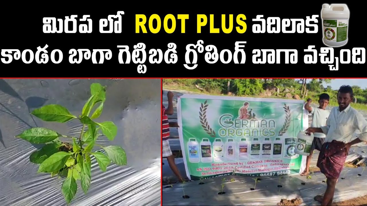 #Mirapa #మిరప లో Root Plus వదిలాక కాండం బాగా గెట్టిబడి గ్రోతింగ్ బాగా వచ్చింది | German Organics ...