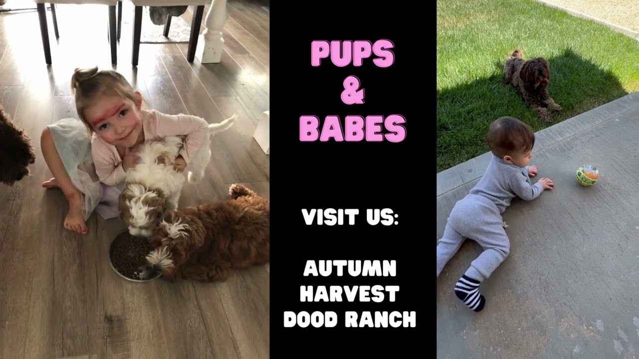 🐾 ⭐ Cute friendly Australian Labradoodles playing with kids ⭐ 🐾 - YouTube