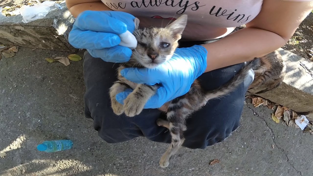 ⛑ We are Helping to Starving Stray Cats ⛑ - YouTube