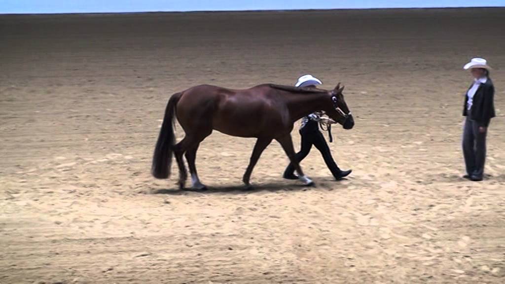 Ecqh 2013 - Showmanship at halter youth - YouTube