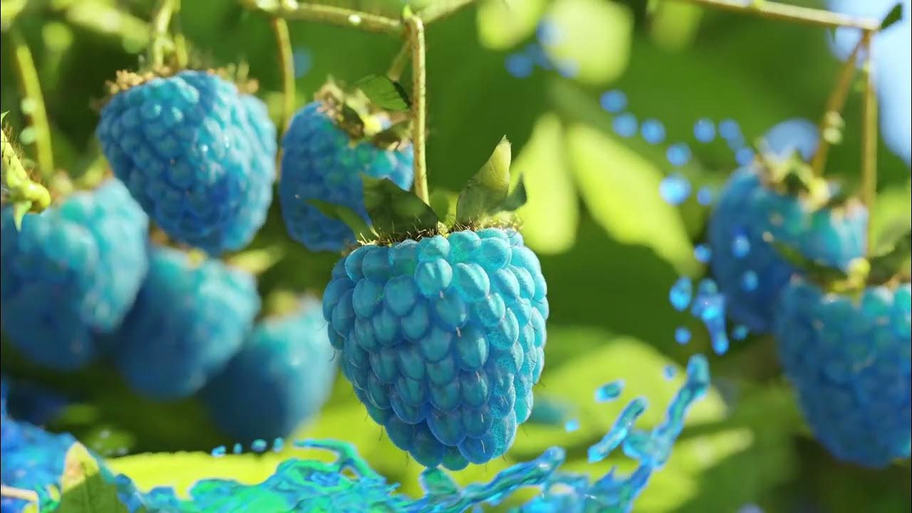 Blue Raspberry Growth Blender Animation - YouTube