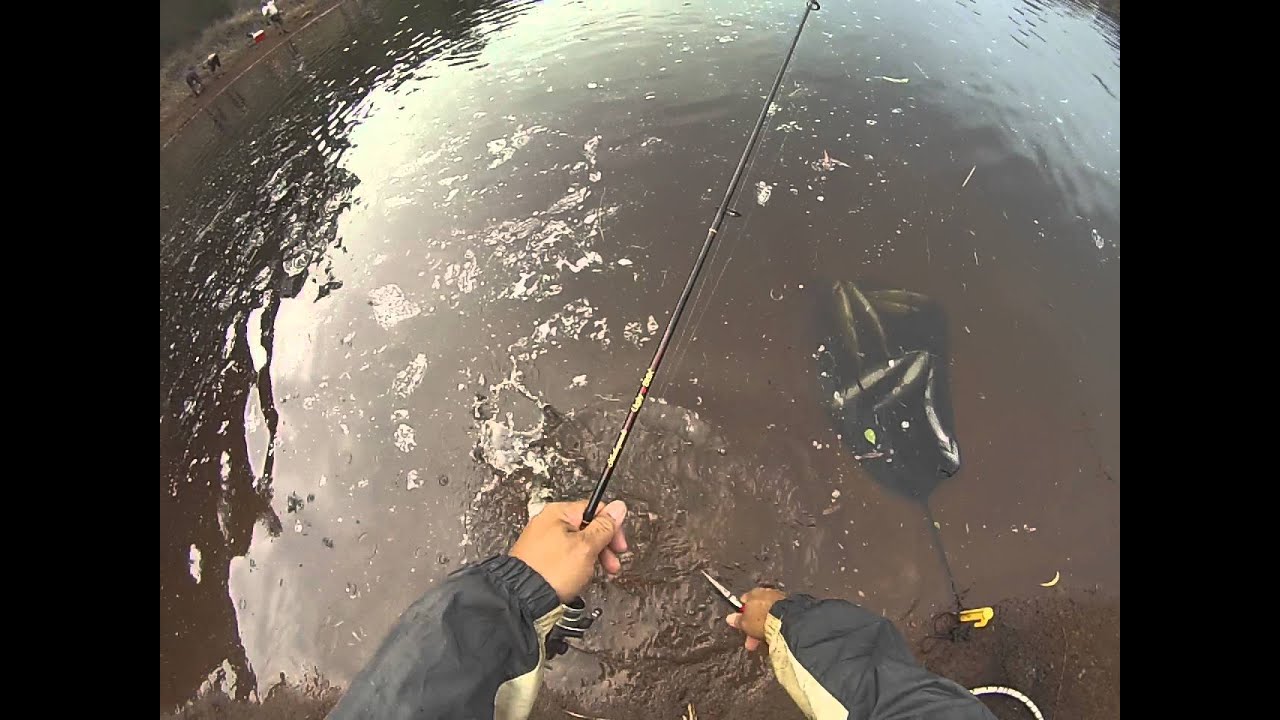 Rainbow Trout fishing on opening day at Koke'e, Hawaii. - YouTube