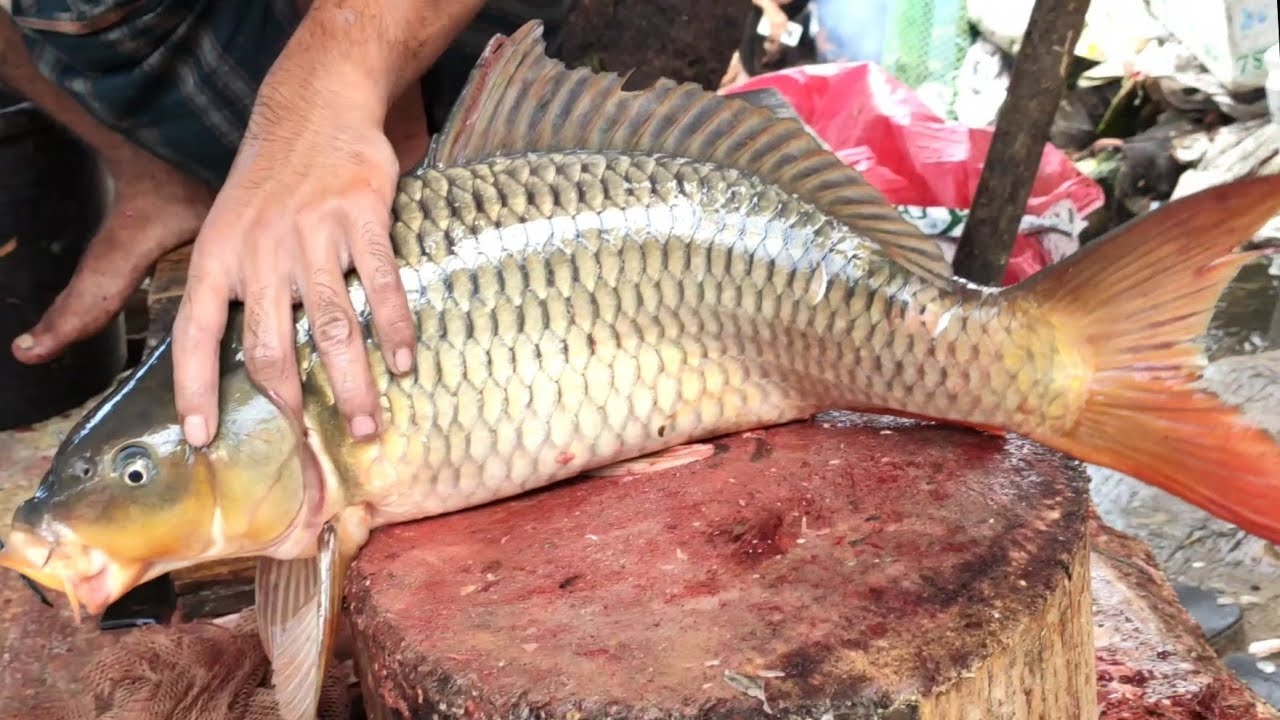 Amazing Big Carp Fish Cutting Skills Live In Bangladesh | Fish Cutting ...