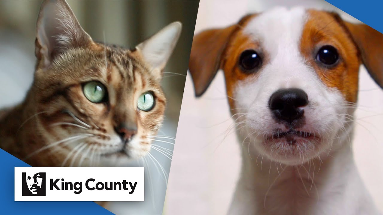 RASKC Mobile Pet Food Bank (Spanish CC) - YouTube