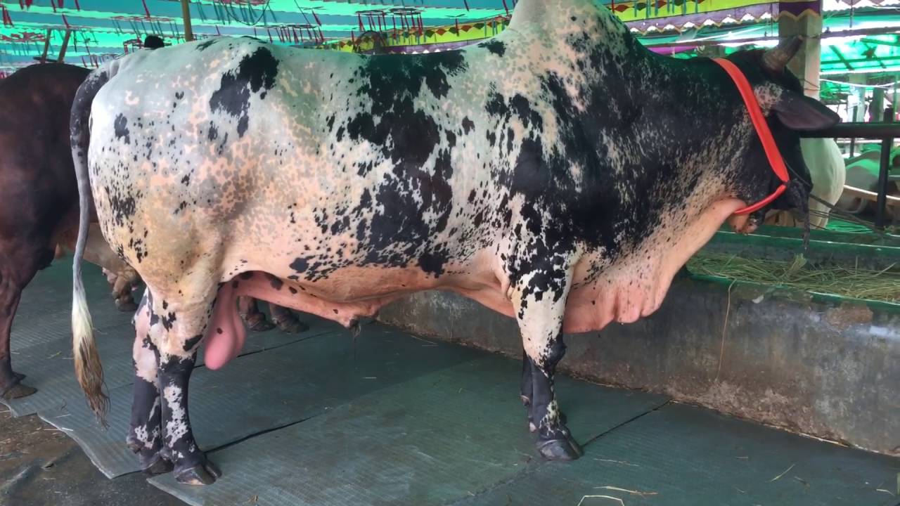 One Of the Biggest Bull at Gabtoli Cow Haat In Bangladesh 2016. - YouTube