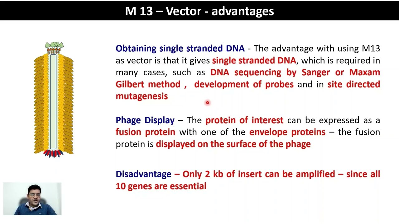GE7 - Phage Vectors - M13, Phage Display, Phasmids and Cosmids - YouTube