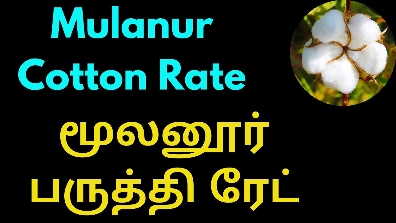 Mulanur Cotton Price Today | Cotton Farmers Grapple with Rock Bottom ...