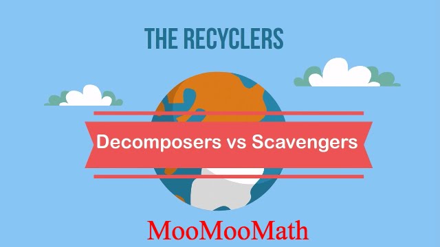 Decomposers vs Scavengers - YouTube