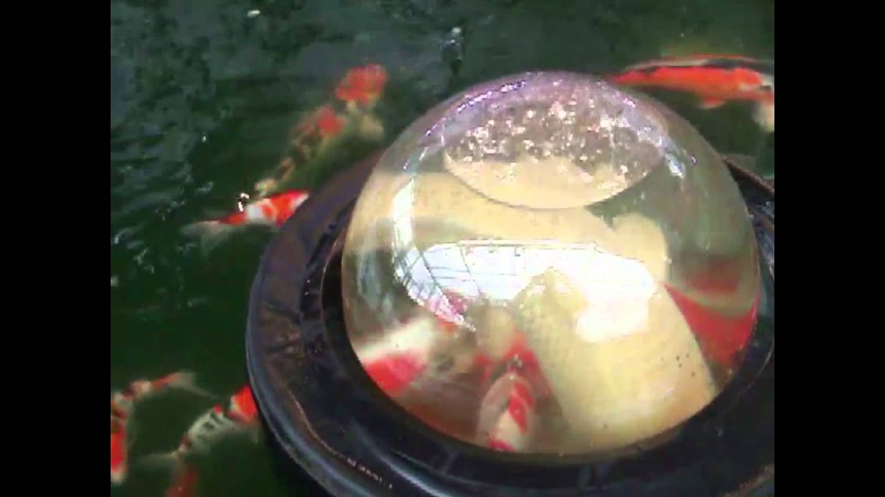 Velda floating fish dome vijvercentrum apeldoorn - YouTube
