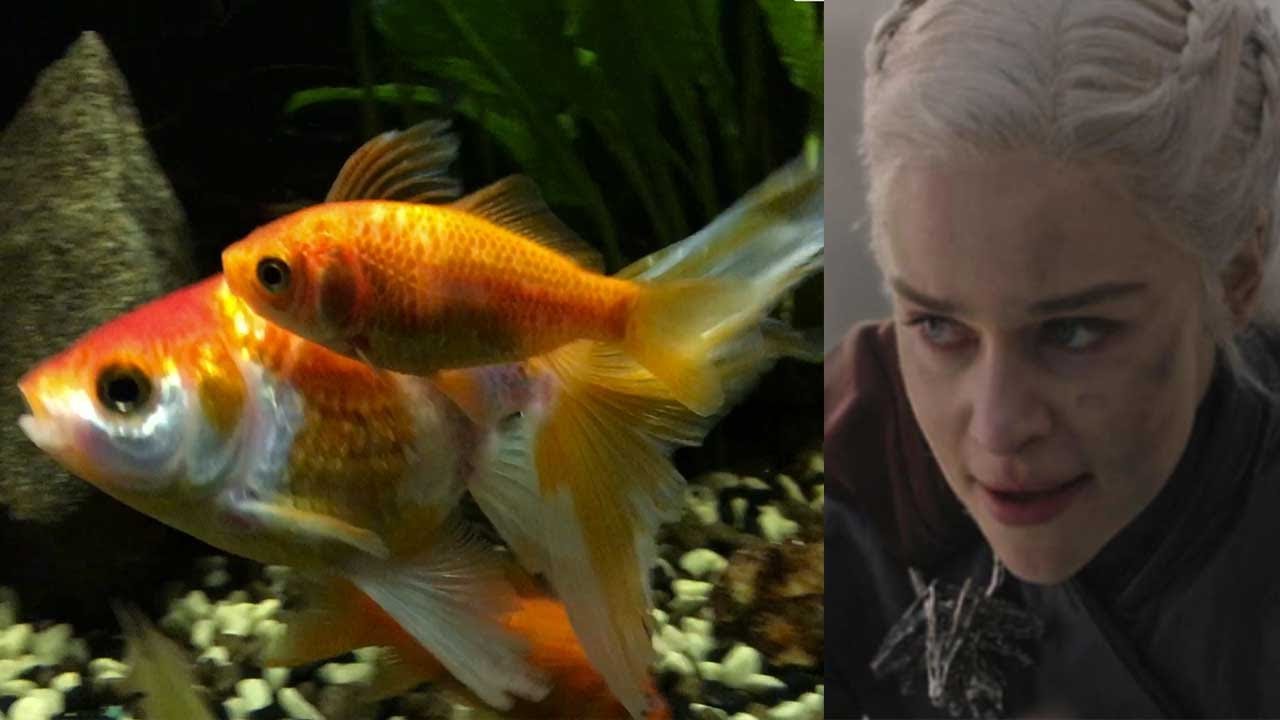 Keeping common and fancy goldfish...together? - YouTube