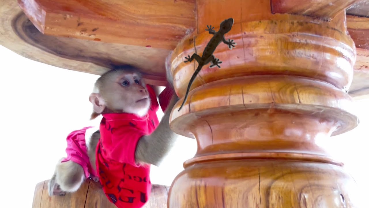 Monkey Hailey Vs Gecko Surprising Each Other - YouTube