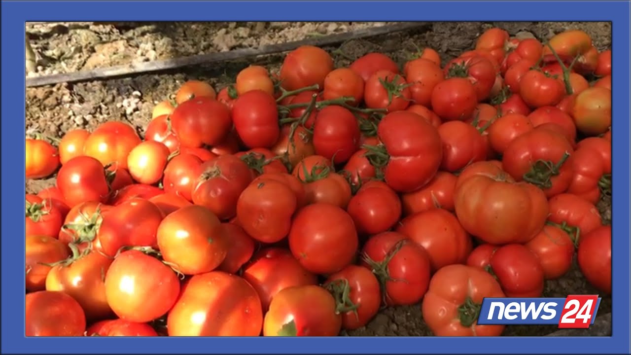 E rëndë në Roskovec, fara e domates rezulton e dështuar, fermerët ...