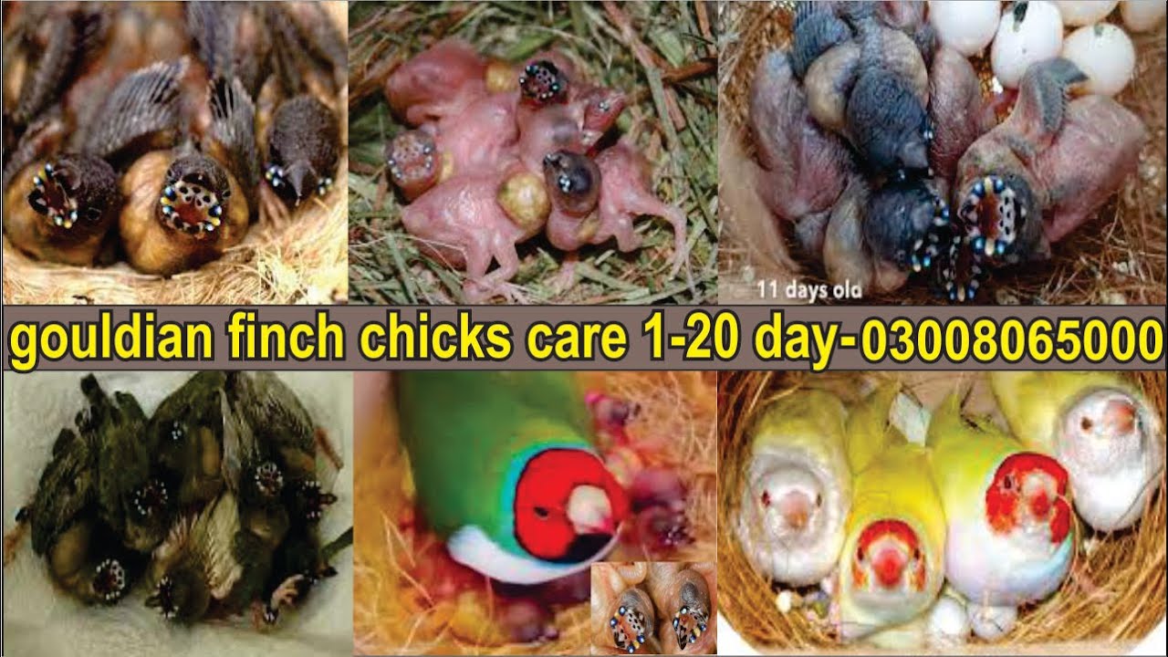 Gouldian finch Chicks care 1-20 day-Chicks Care After Hatching(Diet ...
