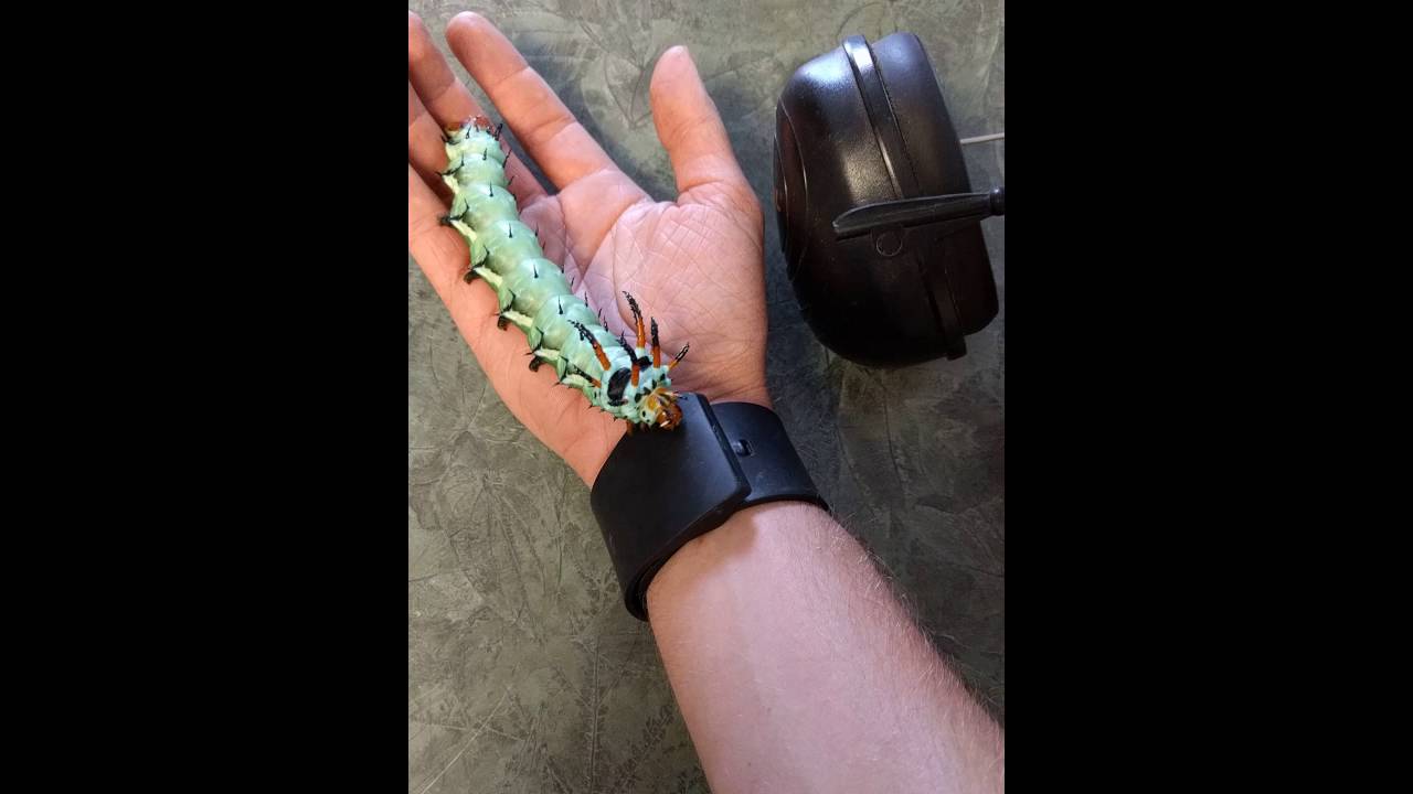 Giant caterpillar hickory horned devil aka regal moth - YouTube