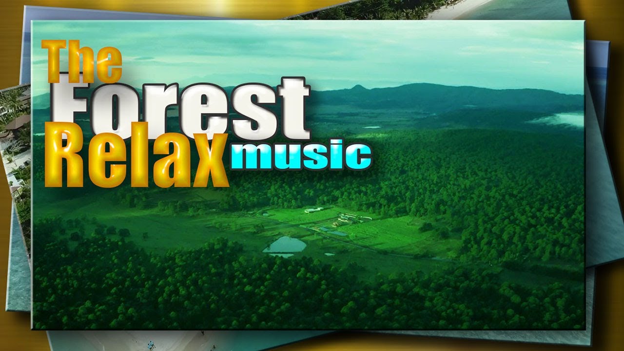 Relaxing Music - Nature Sounds - Autumn Forest HD | Forest Birdsong ...