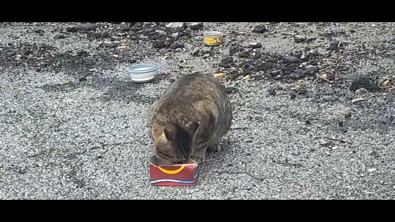 IT'S NOT OVER 🚁 SUMMER ⛱️ 2025 DAY 3 8 FULL THROTTLE GANG1 INVADERS MUST FALL MF'ERS 🐺 1 1 1 ...