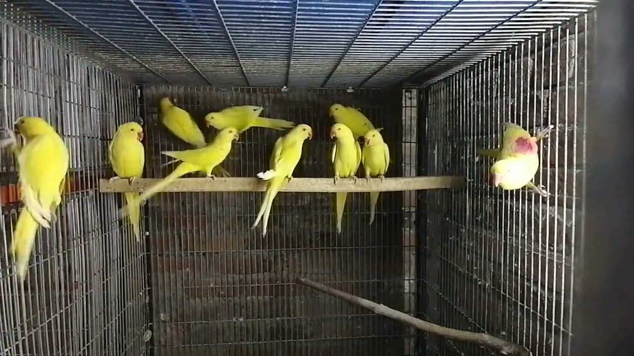 Indian Yellow Ringneck My Home Breed Chicks Adult Now - YouTube