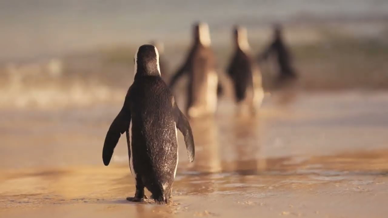 Pinguin lucu dan imut video HD 4K - YouTube