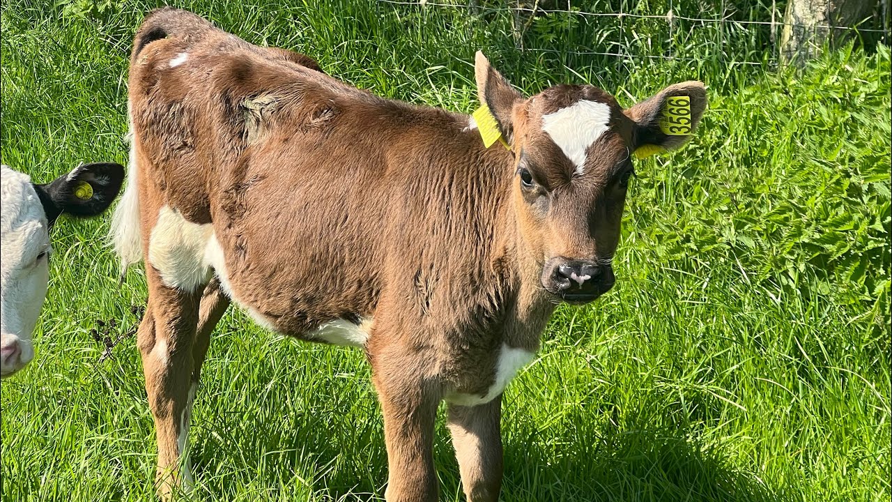 Look at our future dairy calves for our #micro dairy - YouTube