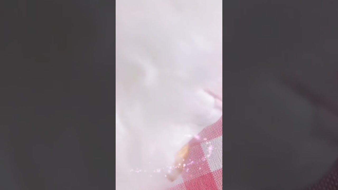 Aww sooo cute cat videos funny #short - YouTube