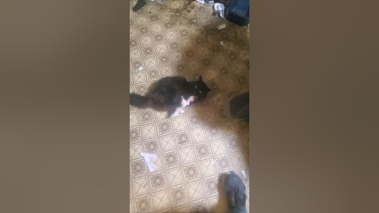 Full video Of playing with cat on catnip - YouTube