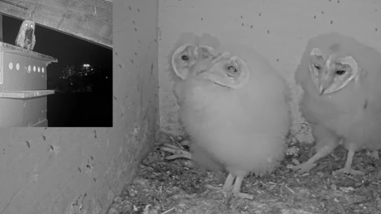 Caught on Cam! 🦉 Barn Owl Delivers Mole Rat – Nest Drama Ensues! 😤 ...