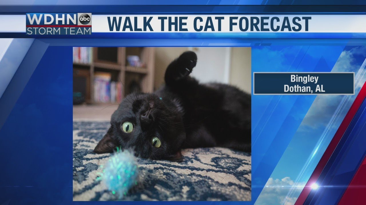 Cat Forecast 1/29/20 Featuring Bingley - YouTube